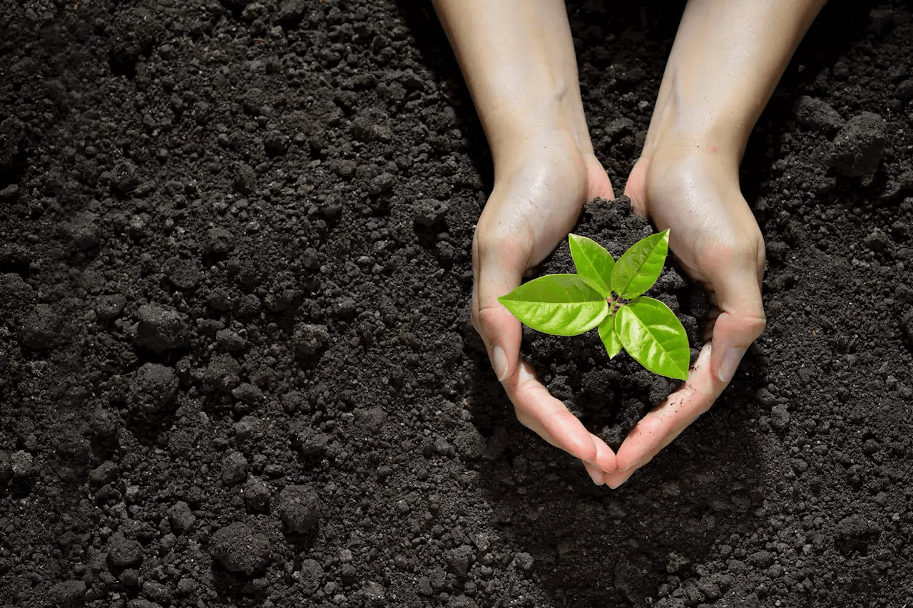 Regeneration of the Humus layer - Bio.SoilZ